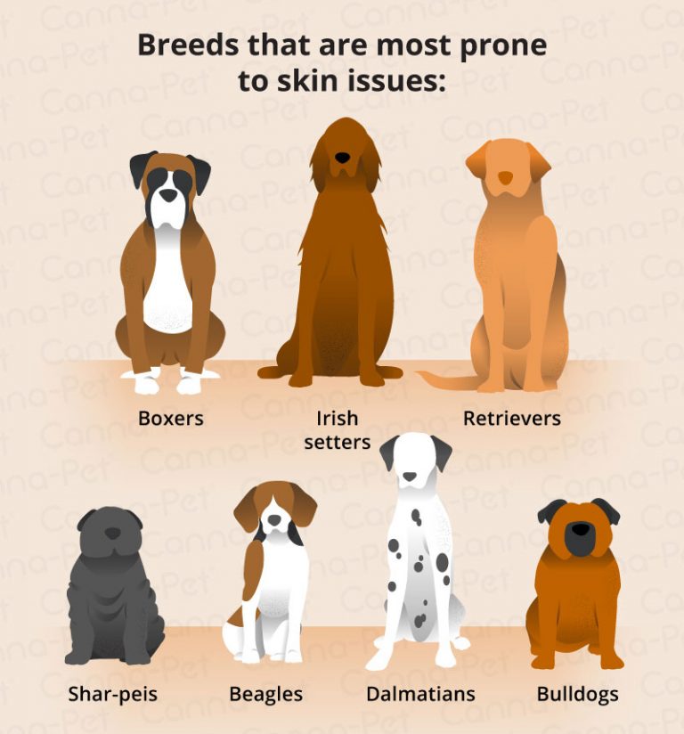 Dog Skin Conditions and Natural Treatments | Canna-Pet®