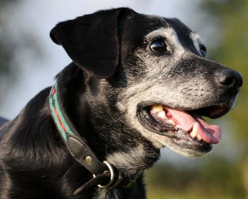Senior and Geriatric Life for Dogs - Canna-Pet®