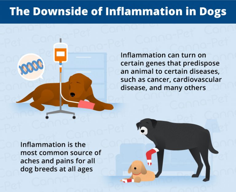Inflammation in Dogs - Canna-Pet®