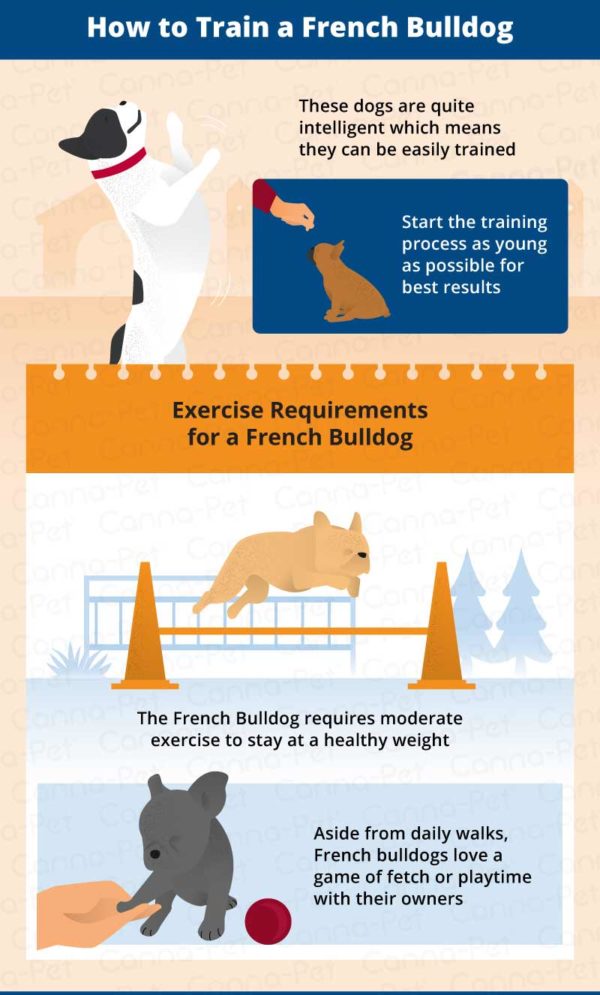 French Bulldog [Frenchie] Dog & Puppy Breed Guide | Canna-Pet