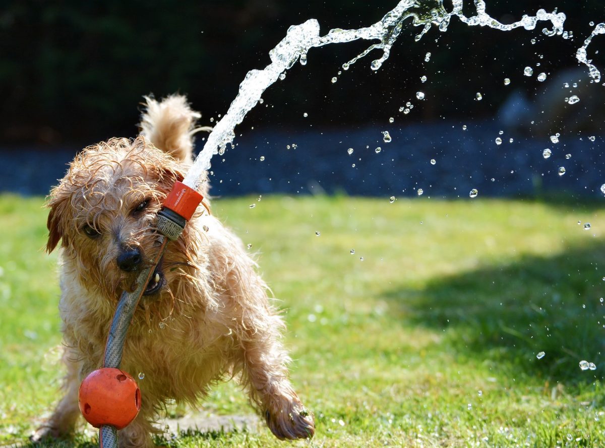 Keeping Your Pet Healthy & Happy This Summer | Canna-Pet