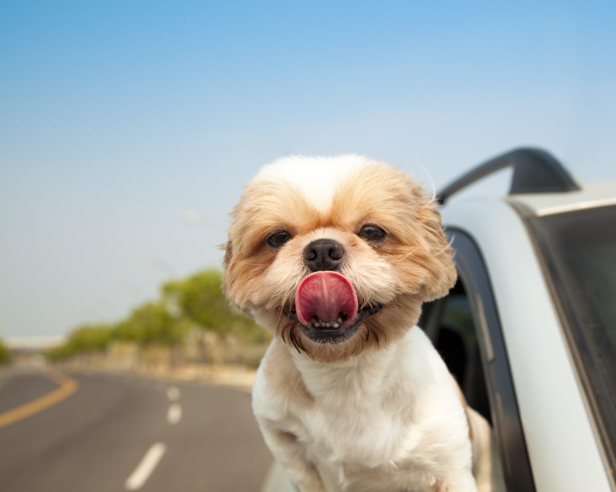 Tips for Improving Summer Travel with Your Pet | Canna-Pet
