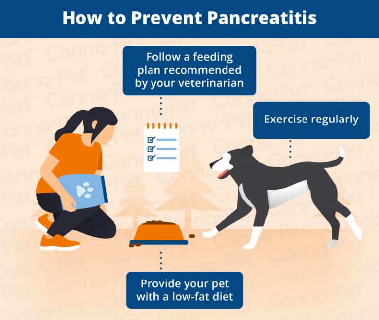Pancreatitis in Dogs: Symptoms, Causes & More | Canna-Pet