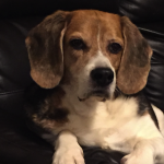Beagle Breed - Temperament, Health & More | Canna-Pet