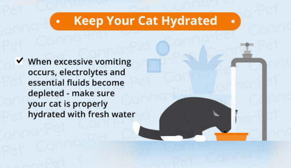 Cat Nausea & Natural Treatments | Canna-Pet