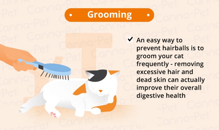 Cat Nausea & Natural Treatments | Canna-Pet