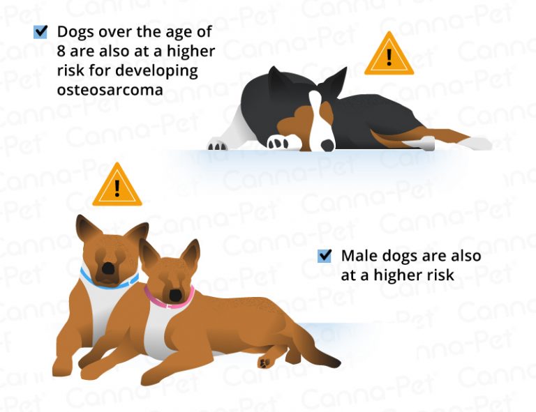 Bone Cancer (Osteosarcoma) in Dogs | Canna-Pet