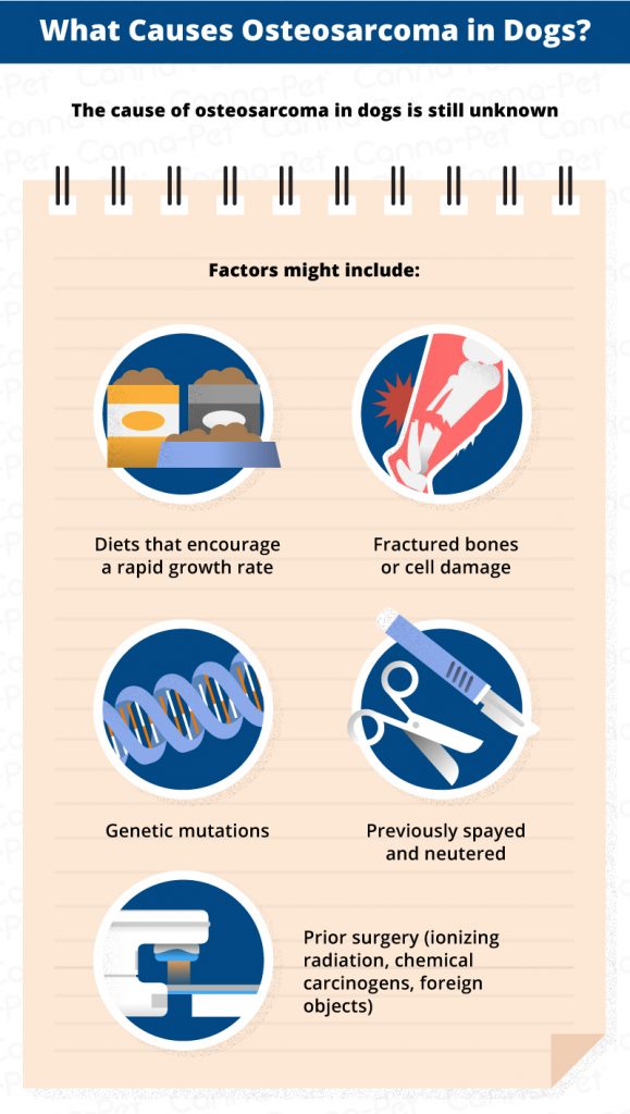Bone Cancer (Osteosarcoma) in Dogs | Canna-Pet