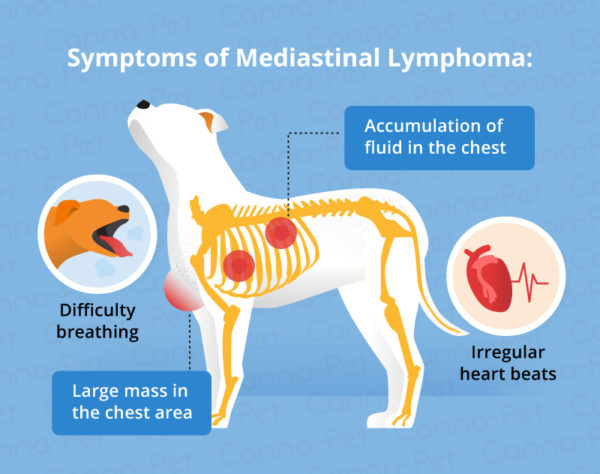 Lymphoma in Dogs | Canna-Pet