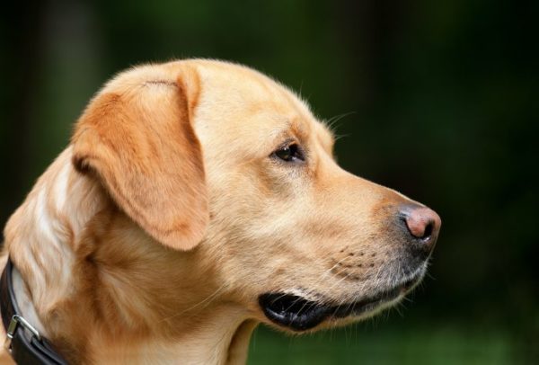 Thyroid Problems in Dogs: A Helpful Guide | Canna-Pet