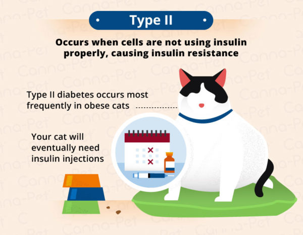 Diabetes in Cats: Causes, Symptoms, & Treatment | Canna-Pet
