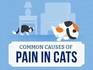 Is Your Cat in Pain? Common Causes of Cat Pain | Canna-Pet