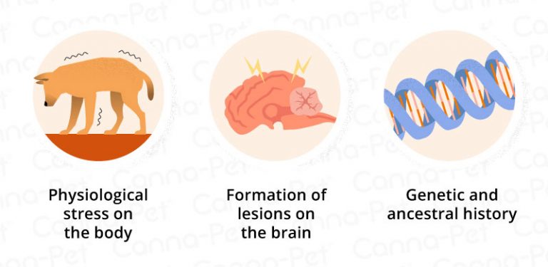 Dog Dementia (Cognitive Dysfunction) | Canna-Pet