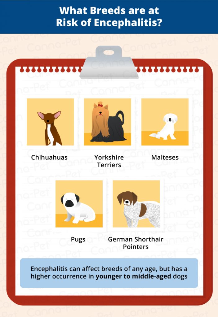 Encephalitis (Brain Inflammation) in Dogs | Canna-Pet