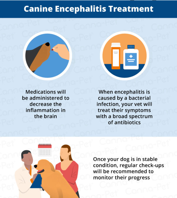 Encephalitis (Brain Inflammation) in Dogs | Canna-Pet