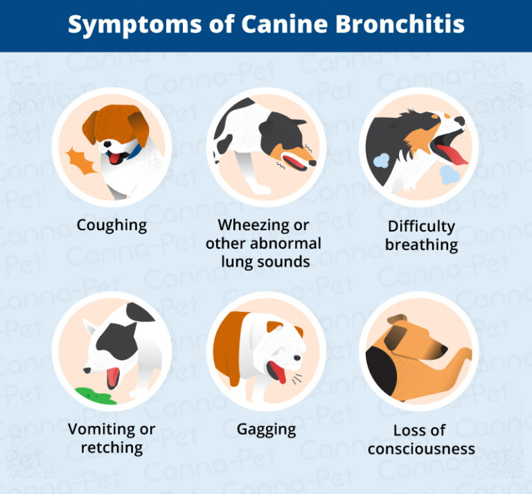 Bronchitis in Dogs: Causes, Signs, & Treatments | Canna-Pet