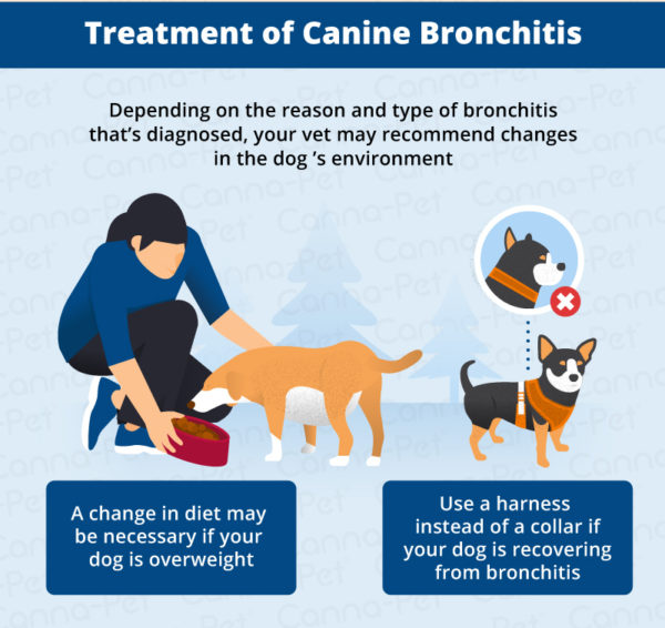 Bronchitis in Dogs: Causes, Signs, & Treatments | Canna-Pet