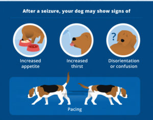 What Does a Dog Seizure Look Like? | Canna-Pet
