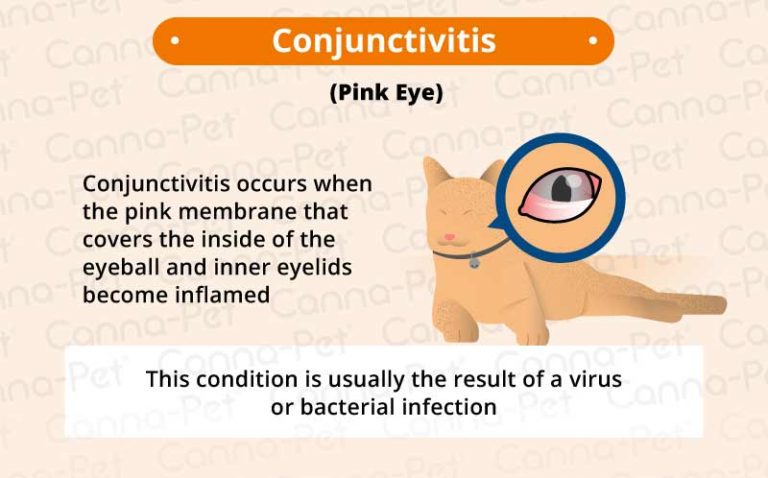 Cat Eye Infection: Recognize the Signs | Canna-Pet