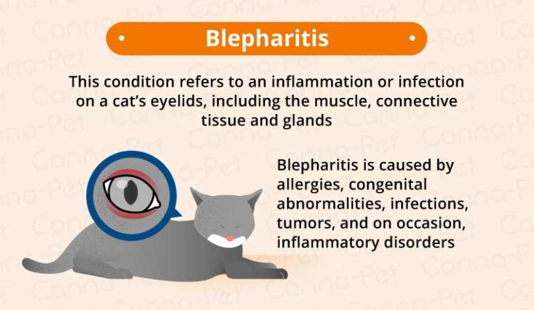 Cat Eye Infection: Recognize the Signs | Canna-Pet