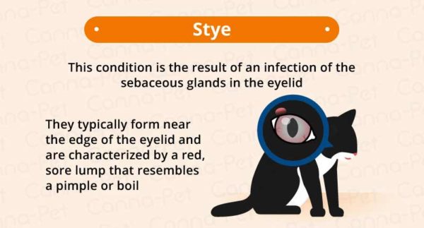 Cat Eye Infection: Recognize the Signs | Canna-Pet