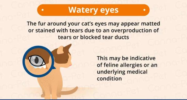 Cat Eye Infection: Recognize the Signs | Canna-Pet