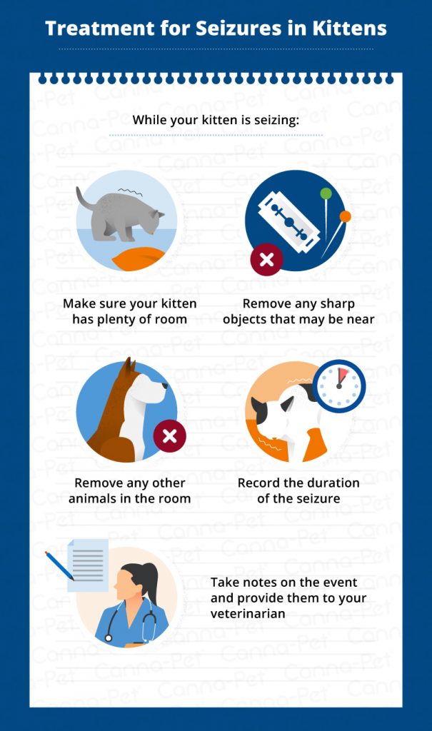 Kitten Seizures: Causes, Symptoms, & Treatment | Canna-Pet