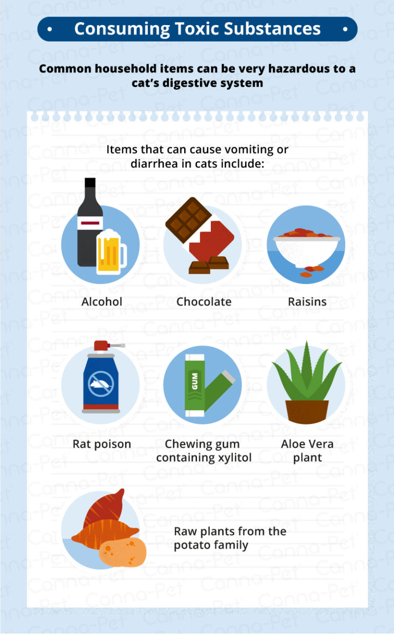 Causes of Vomiting & Diarrhea in Cats | Canna-Pet