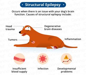 Epilepsy in Dogs: Signs, Symptoms, Treatment | Canna-Pet