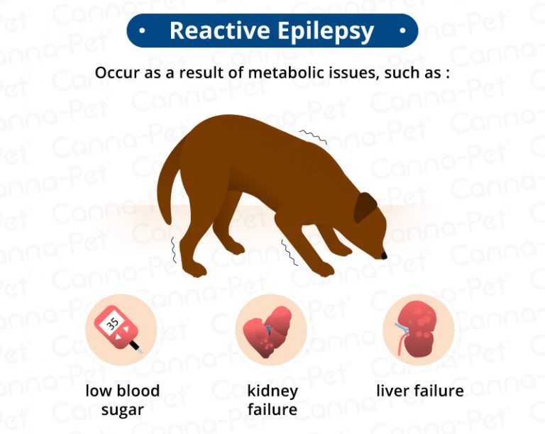 Epilepsy in Dogs: Signs, Symptoms, Treatment | Canna-Pet