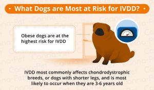 Intervertebral Disc Disease (IVDD) in Dogs | Canna-Pet