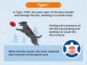 Intervertebral Disc Disease (IVDD) in Dogs | Canna-Pet