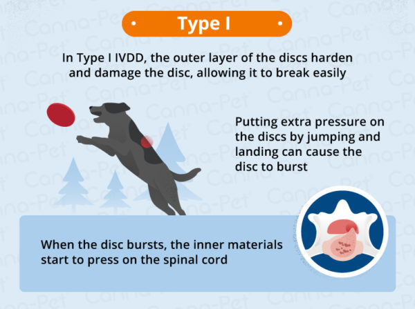 Intervertebral Disc Disease (IVDD) in Dogs | Canna-Pet