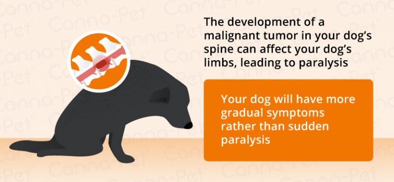 Dog Paralysis: Common Causes & Treatment | Canna-Pet