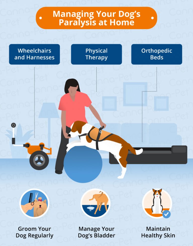 Dog Paralysis: Common Causes & Treatment | Canna-Pet