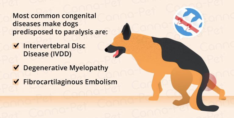 Dog Paralysis: Common Causes & Treatment | Canna-Pet