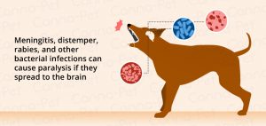 Dog Paralysis: Common Causes & Treatment | Canna-Pet