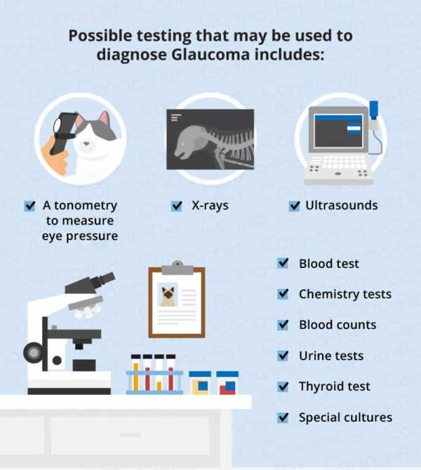Glaucoma in Cats: Causes, Signs, & Treatment | Canna-Pet
