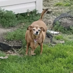 Miniature Pinscher Guide - Breed Information | Canna-Pet