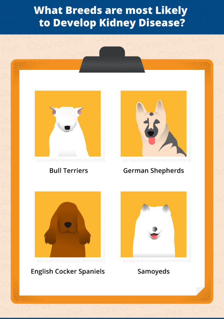 Kidney Failure in Dogs: Signs & Causes | Canna-Pet®