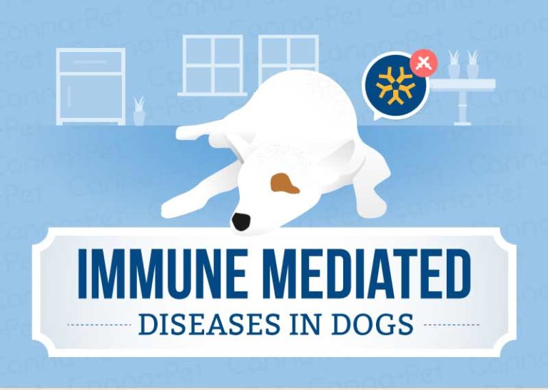 Immune Mediated Disease in Dogs | Canna-Pet®