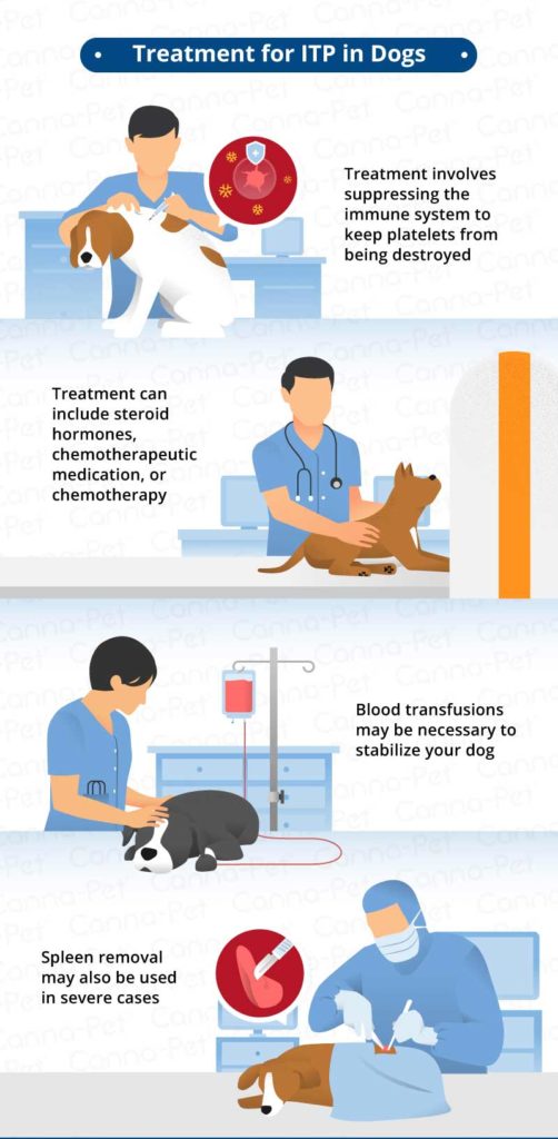 Immune Mediated Disease in Dogs | Canna-Pet®