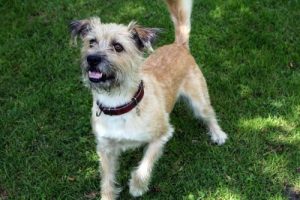 Leukemia in Dogs: Signs & Symptoms | Canna-Pet®