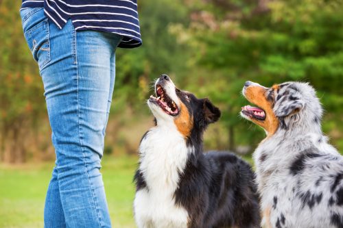 Top 10 Easiest Dogs to Train | Canna-Pet®