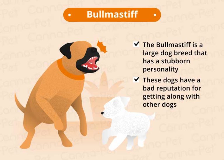 Top 10 Hardest Dog Breeds to Train | Canna-Pet®