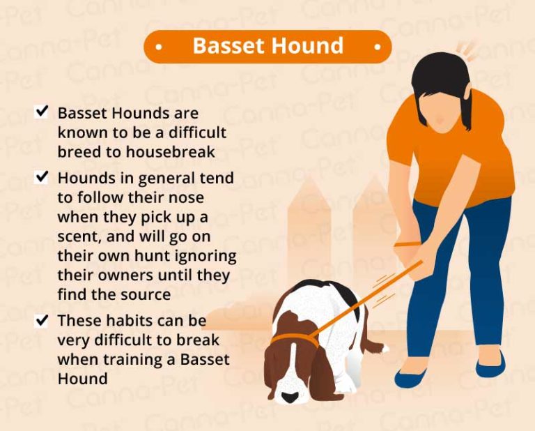 Top 10 Hardest Dog Breeds to Train | Canna-Pet®