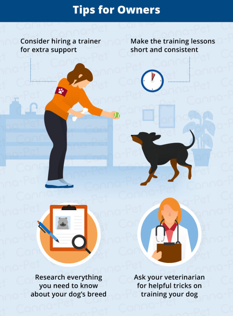 Top 10 Easiest Dogs to Train | Canna-Pet®