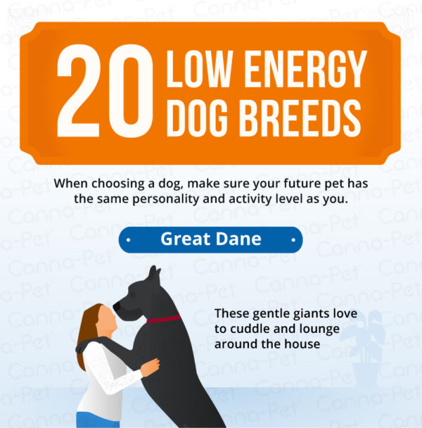 Top 20 Low Energy Dog Breeds | Canna-Pet®