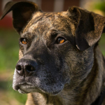 American Pit Bull Terrier Guide - Breed Information | Canna-Pet