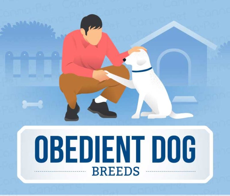 What Are the Most Obedient Dog Breeds? | Canna-Pet®